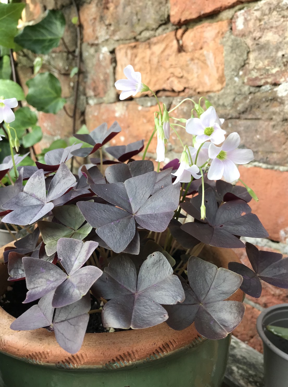 Oxalis triangularis Q + A – HOUSE PLANT HOUSE