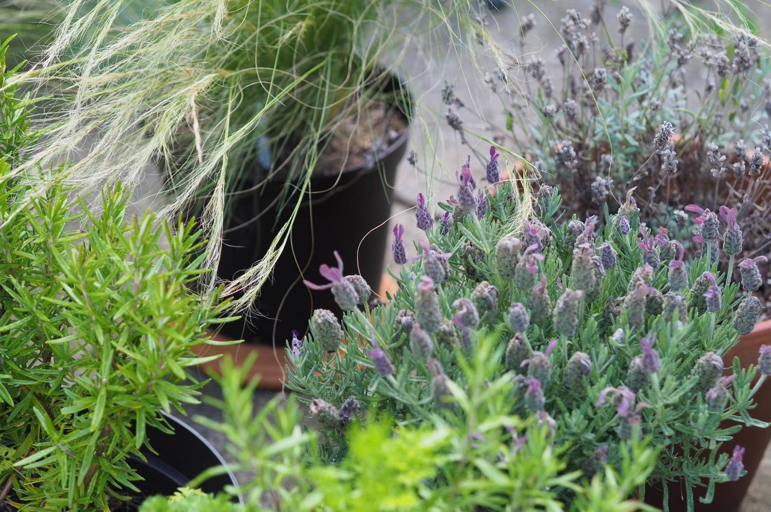 Planting inspiration for small space gardening — Part 2: Plants – HOUSE ...