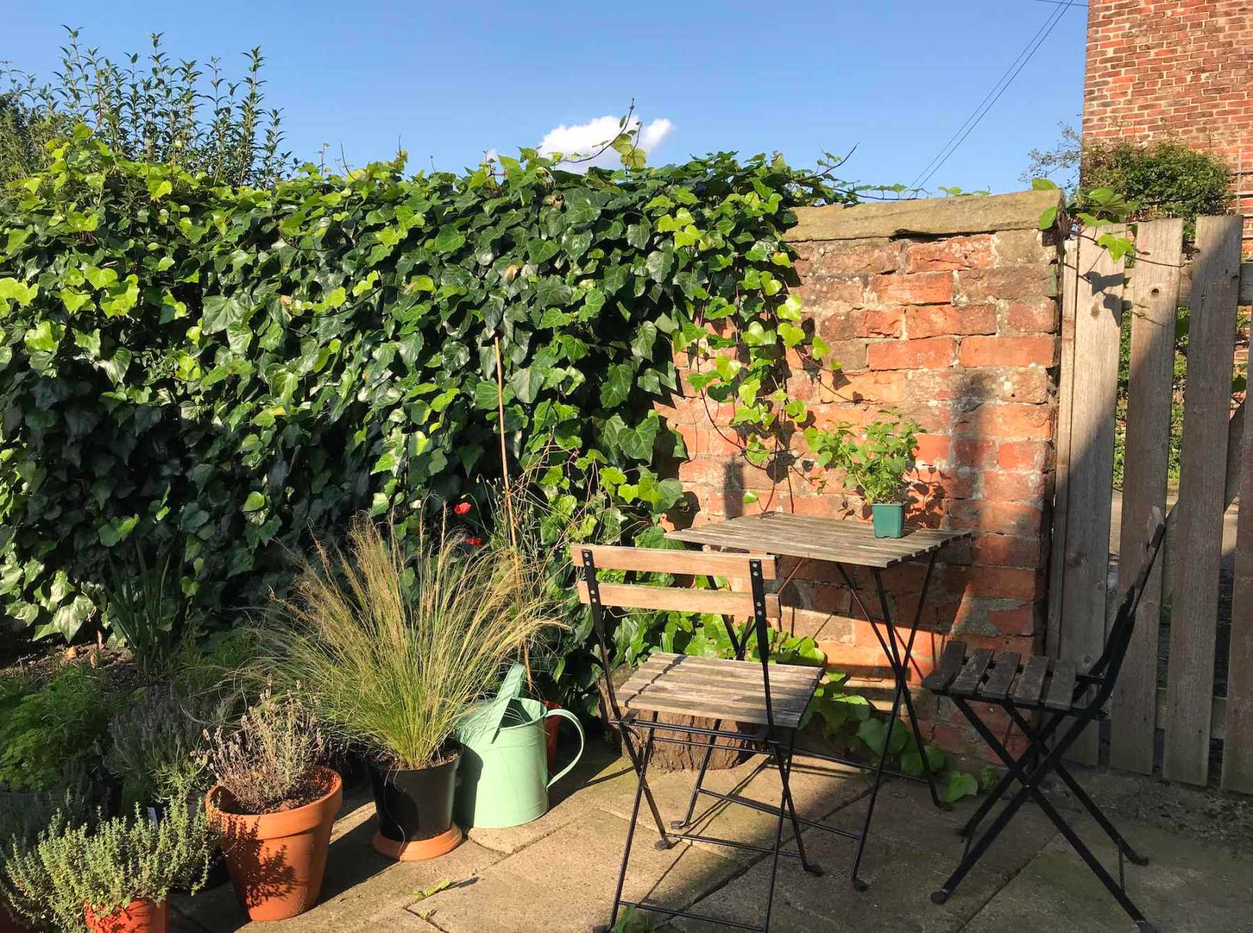 Planting inspiration for small space gardening — Part 2: Plants – HOUSE ...