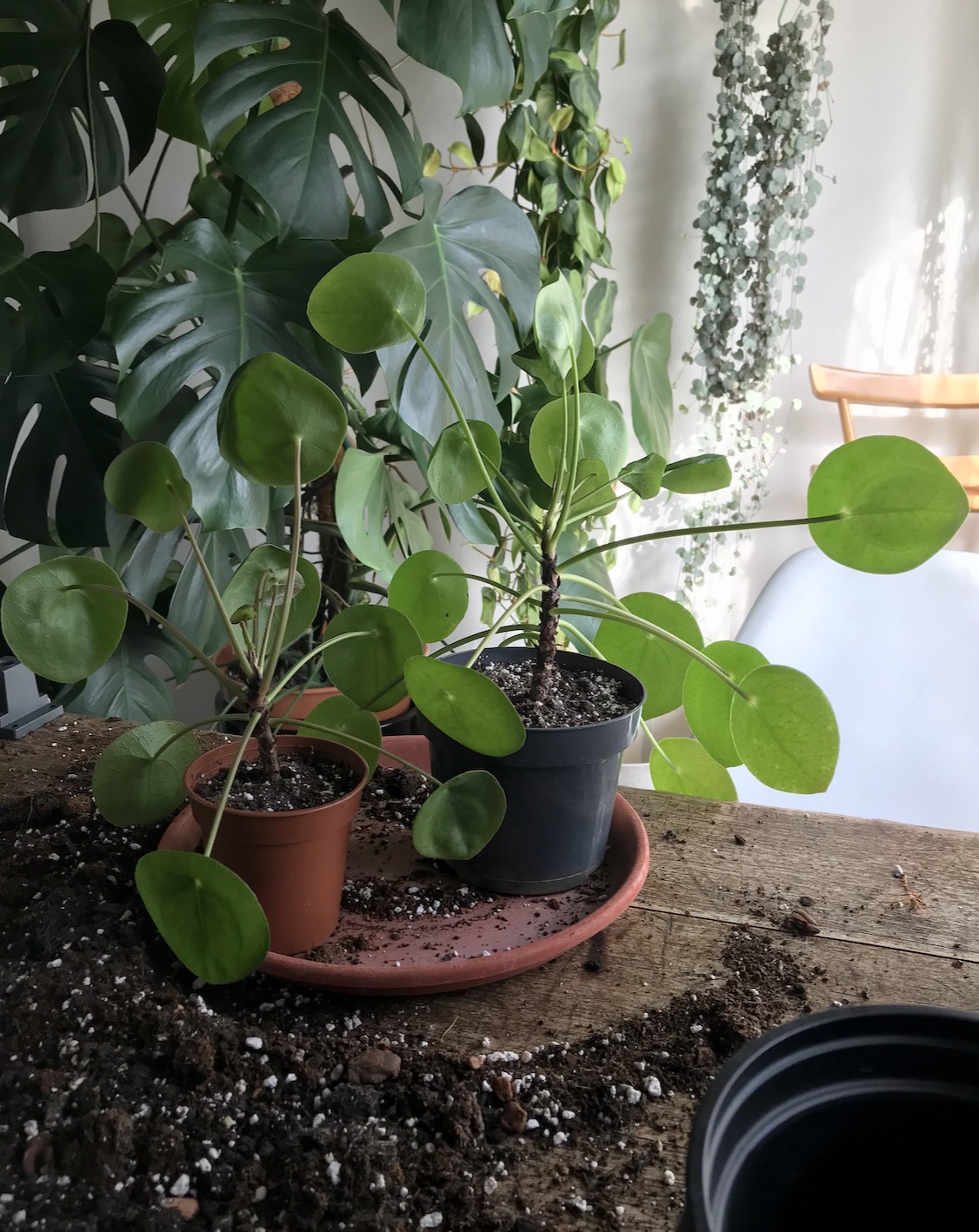 My current Pilea collection (+ growing experiments) – HOUSE PLANT HOUSE