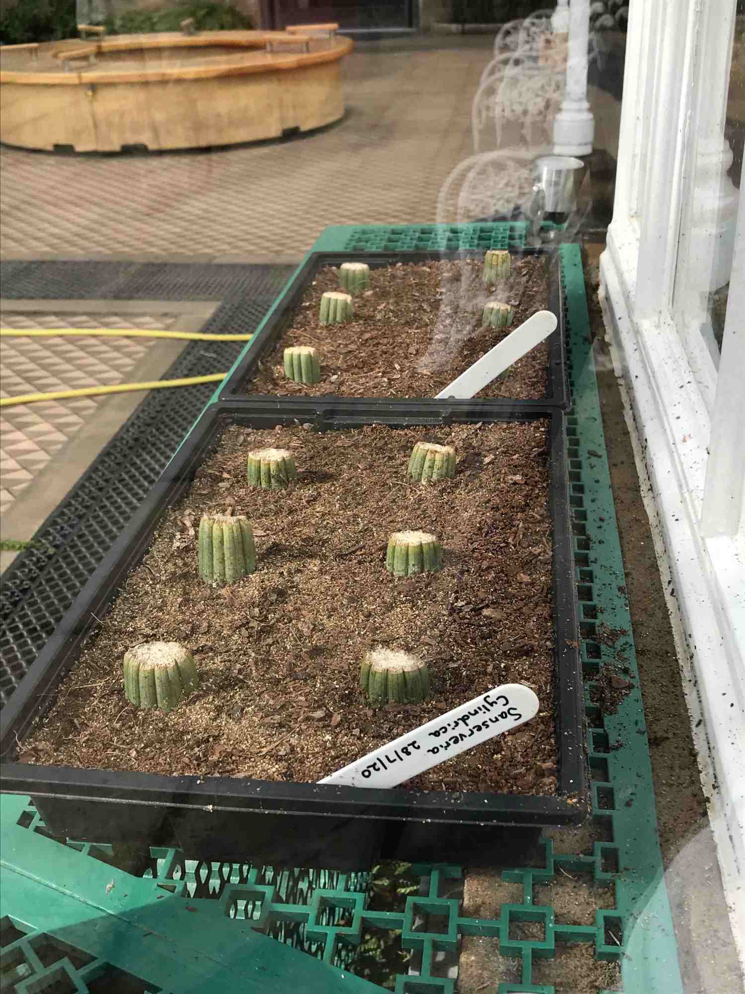 Snake Plant Propagation Methods – HOUSE PLANT HOUSE