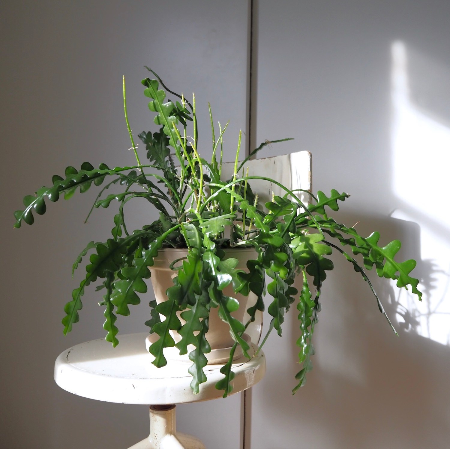 Fishbone cactus Care Guide – HOUSE PLANT HOUSE