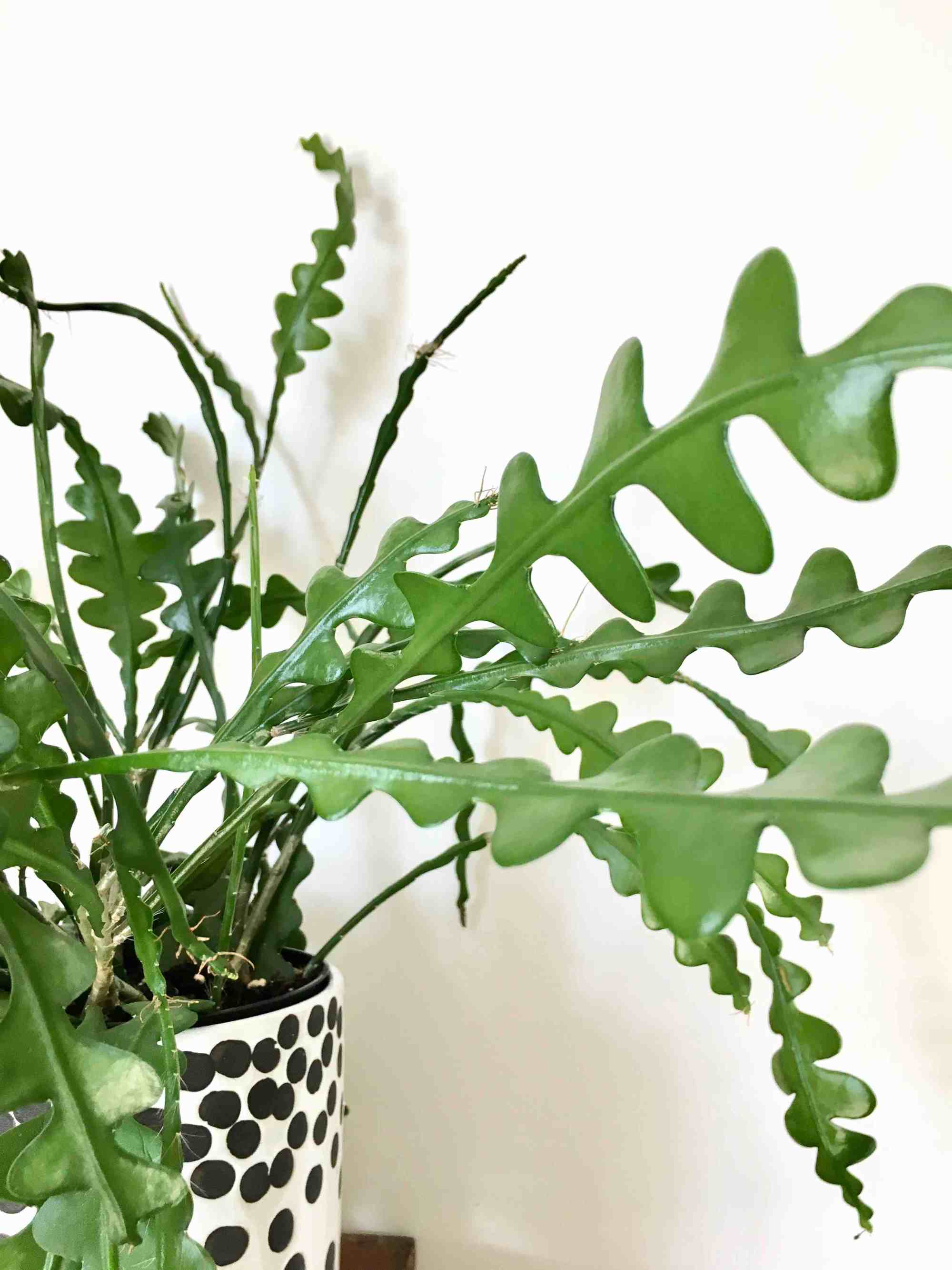 Fishbone cactus Care Guide – HOUSE PLANT HOUSE