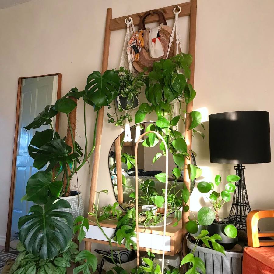 A HPH guide to… hard-to-kill houseplants – HOUSE PLANT HOUSE