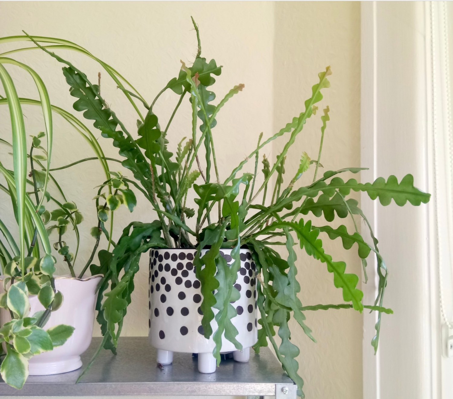 Fishbone cactus Care Guide – HOUSE PLANT HOUSE
