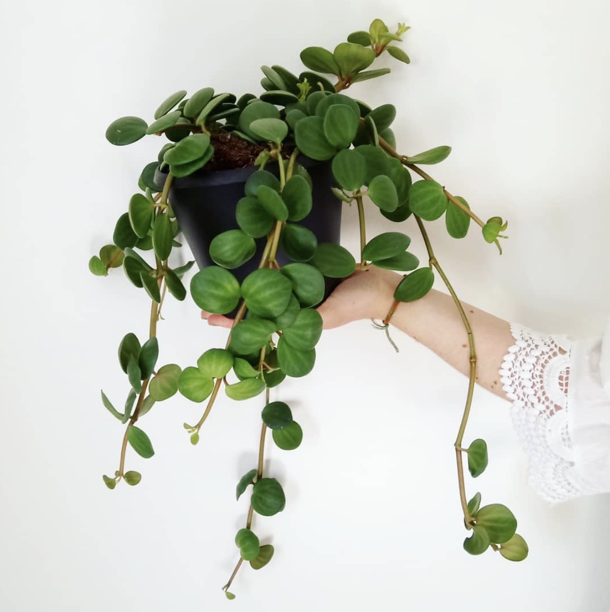 Getting my Peperomia hope to trail – HOUSE PLANT HOUSE