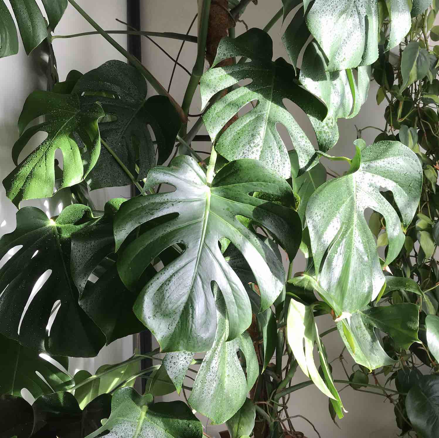 A friendly reminder to clean your leaves – HOUSE PLANT HOUSE