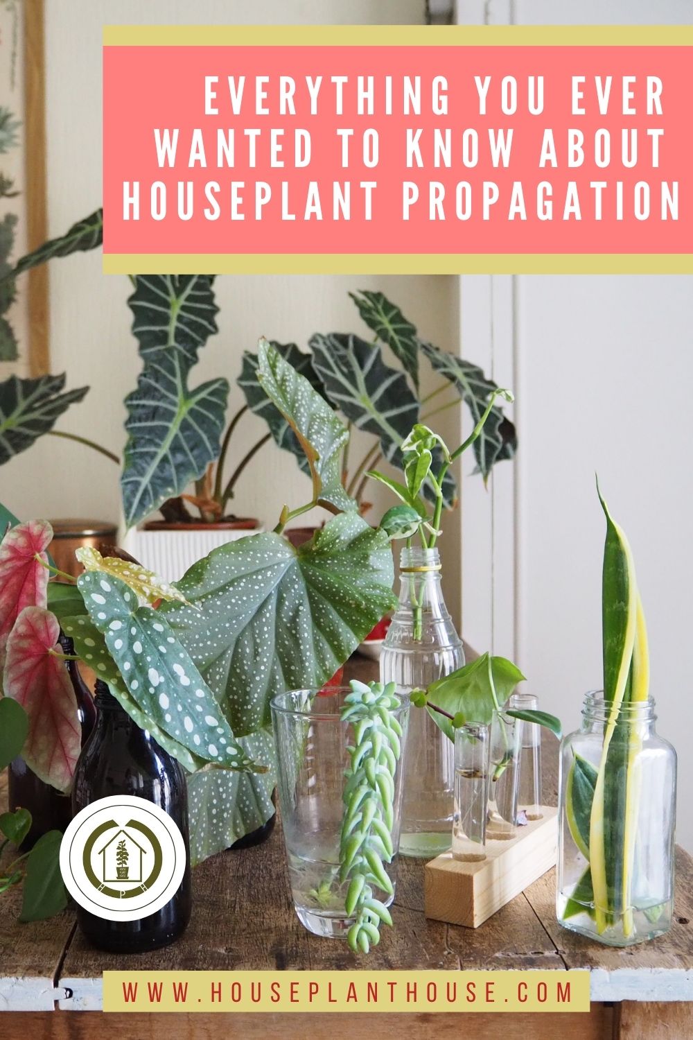 Everything you ever wanted to know about houseplant propagation – HOUSE ...