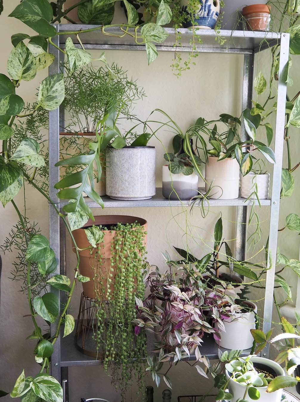 So you’ve recently got into houseplants? My top 10 picks for a starter ...