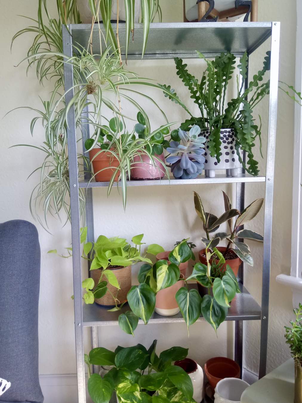 So you’ve recently got into houseplants? My top 10 picks for a starter ...