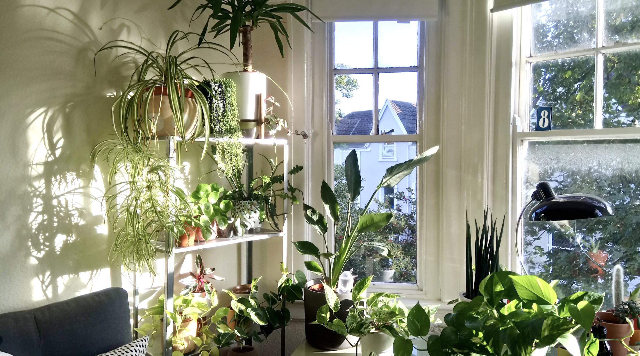 So you’ve recently got into houseplants? My top 10 picks for a starter ...