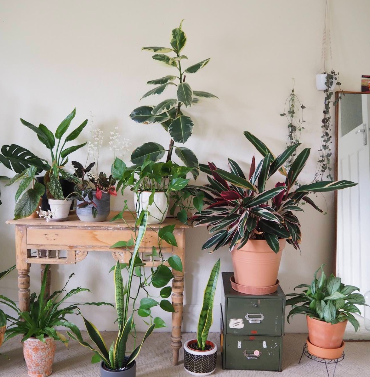 So you’ve recently got into houseplants? My top 10 picks for a starter ...