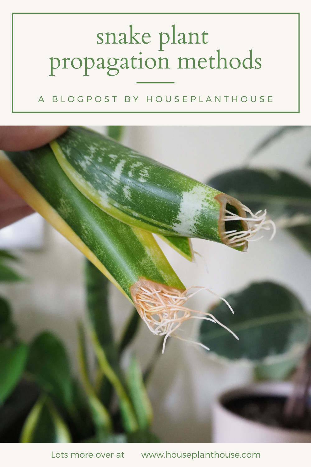 Snake Plant Propagation Methods – HOUSE PLANT HOUSE