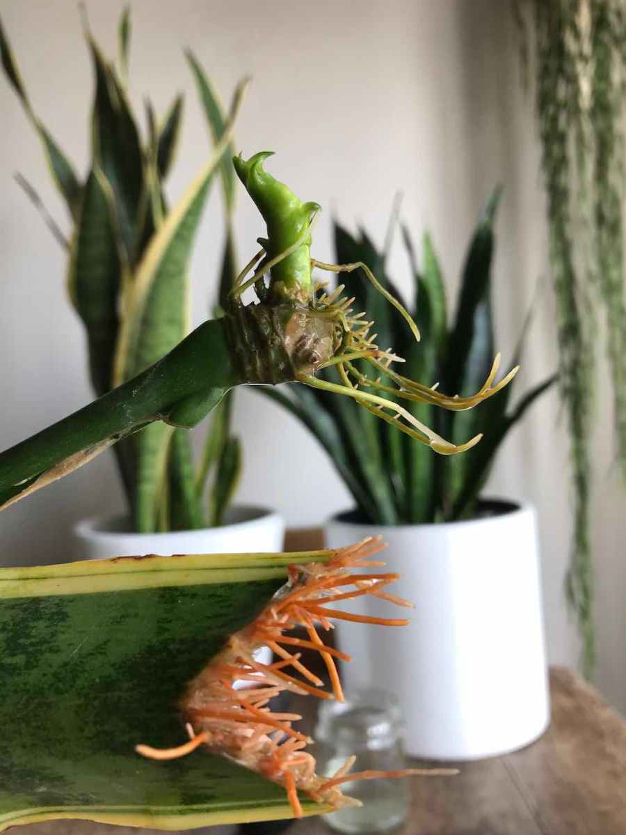 Snake Plant Propagation Methods – HOUSE PLANT HOUSE