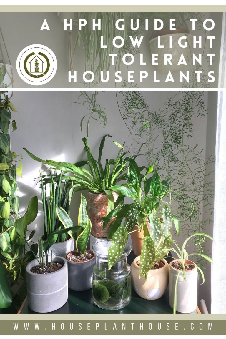 A HPH guide to… Low light tolerant houseplants – HOUSE PLANT HOUSE