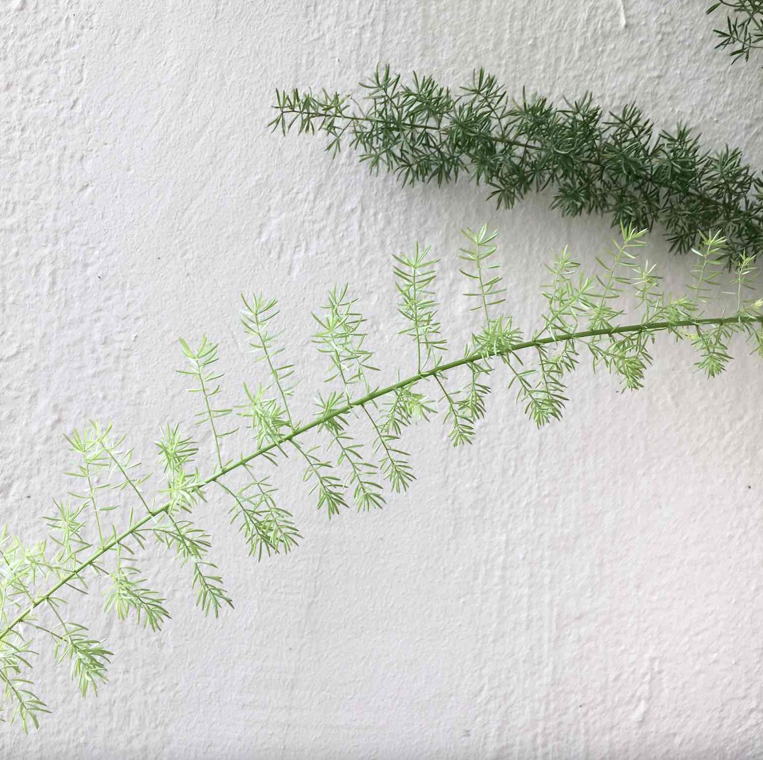 Asparagus Fern Care Guide – HOUSE PLANT HOUSE