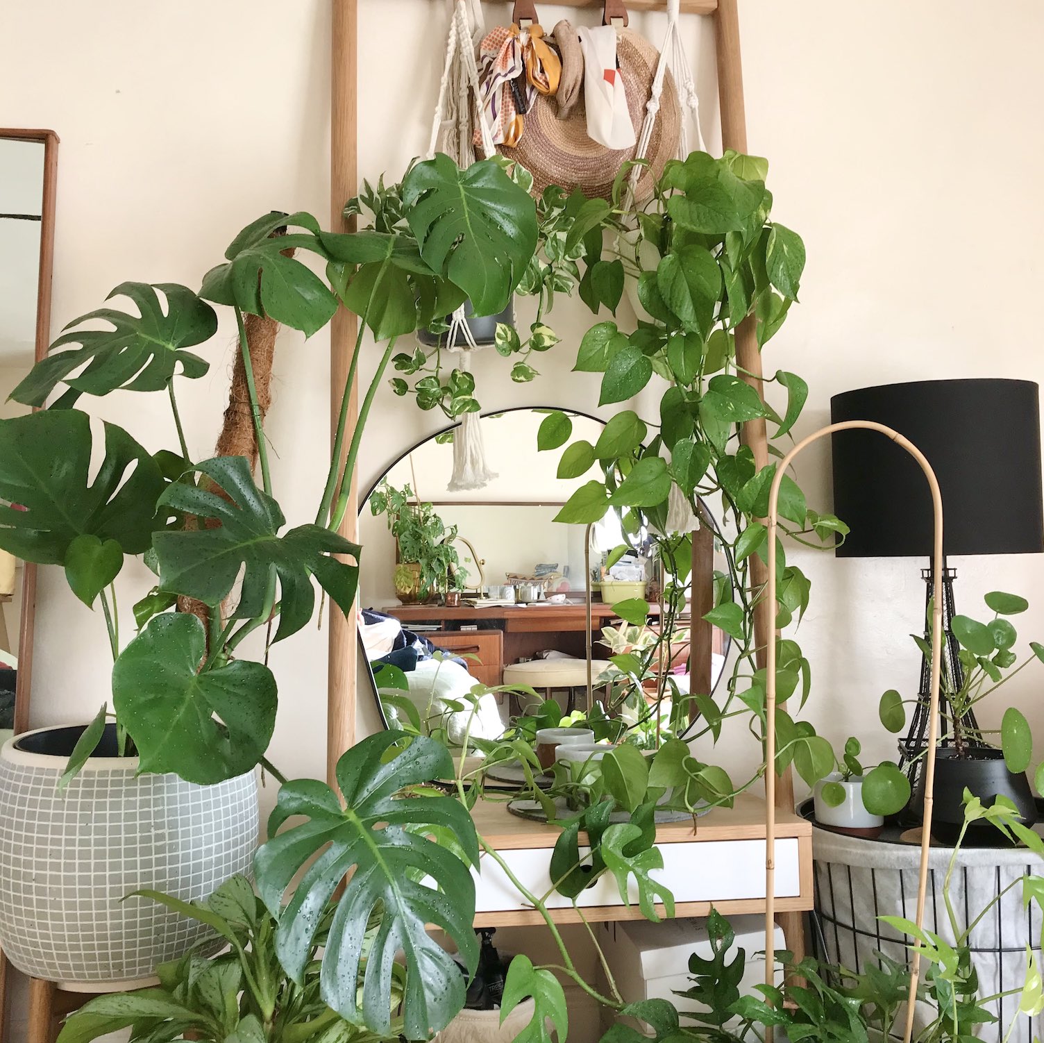 The BIG Monstera re-pot: repotting my 3 Monstera plants - HOUSEPLANTHOUSE