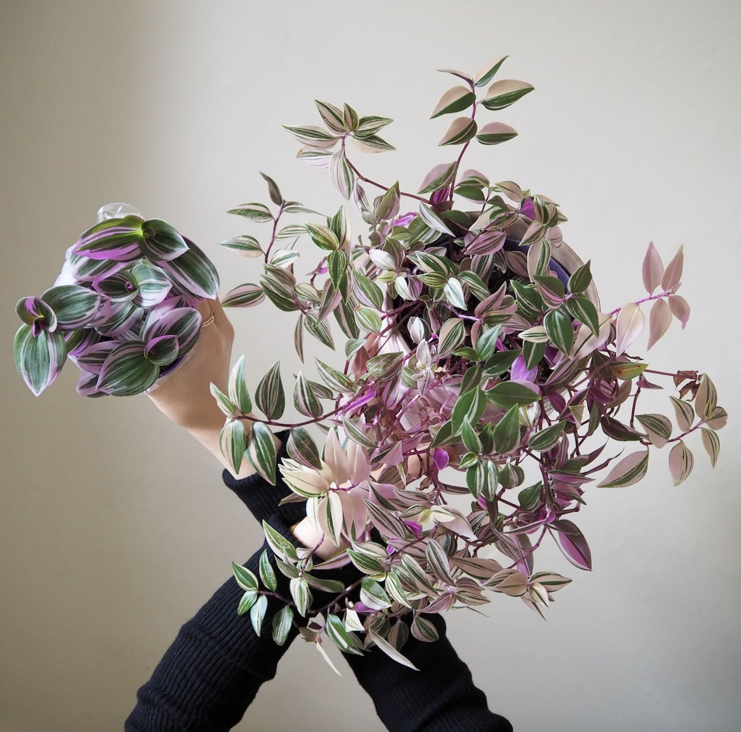 Tradescantia nanouk: growth update, propagation + FAQ’s – HOUSE PLANT HOUSE