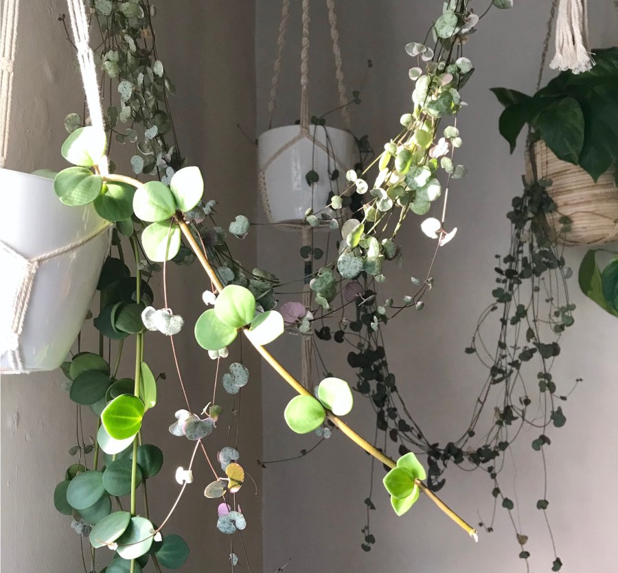 10 of My Favourite Trailing Houseplants – HOUSE PLANT HOUSE
