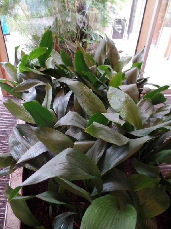 HPH visits… Edinburgh Part 1: Royal Botanic Garden Edinburgh – HOUSE ...