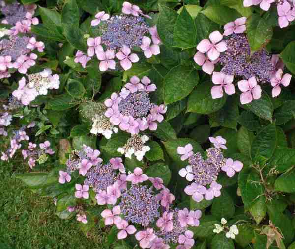 HPH visits… Edinburgh Part 1: Royal Botanic Garden Edinburgh – HOUSE ...