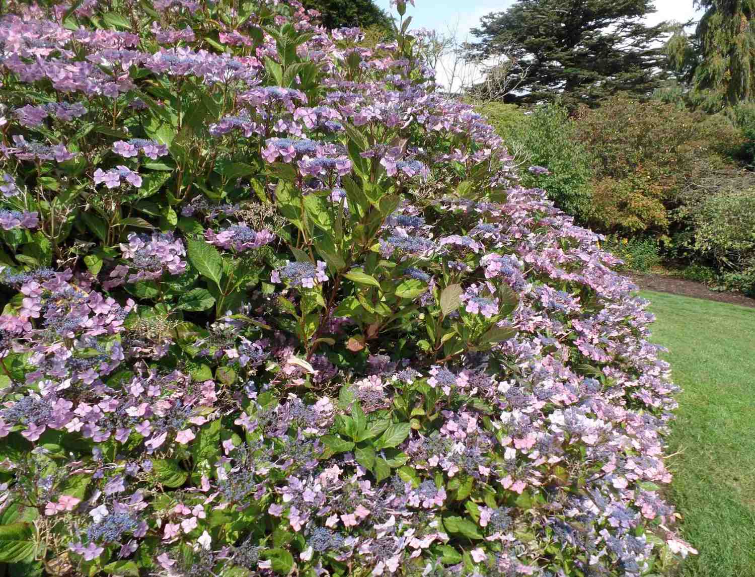 HPH visits… Edinburgh Part 1: Royal Botanic Garden Edinburgh – HOUSE ...
