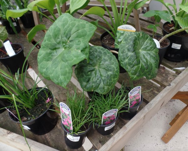 HPH visits… Edinburgh Part 1: Royal Botanic Garden Edinburgh – HOUSE ...
