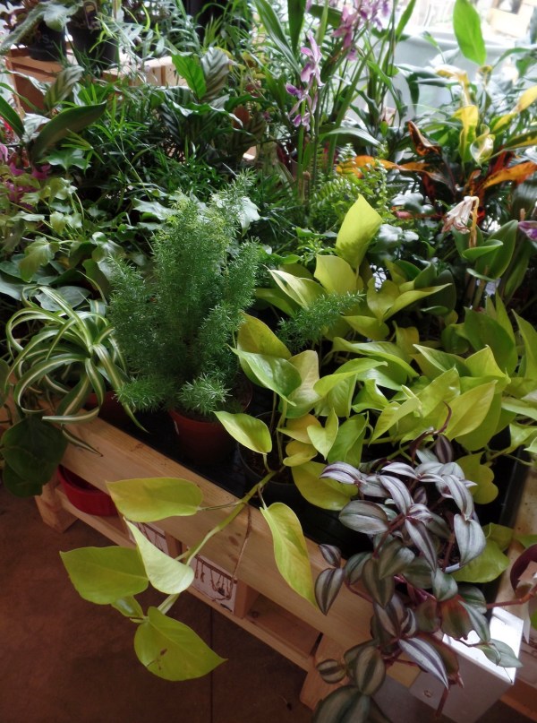 HPH visits… Edinburgh Part 1: Royal Botanic Garden Edinburgh – HOUSE ...