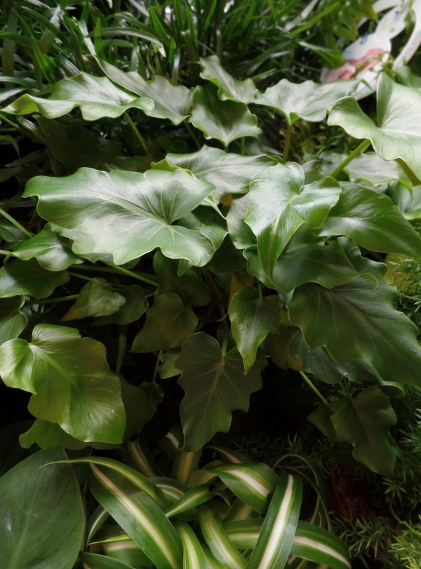HPH visits… Edinburgh Part 1: Royal Botanic Garden Edinburgh – HOUSE ...