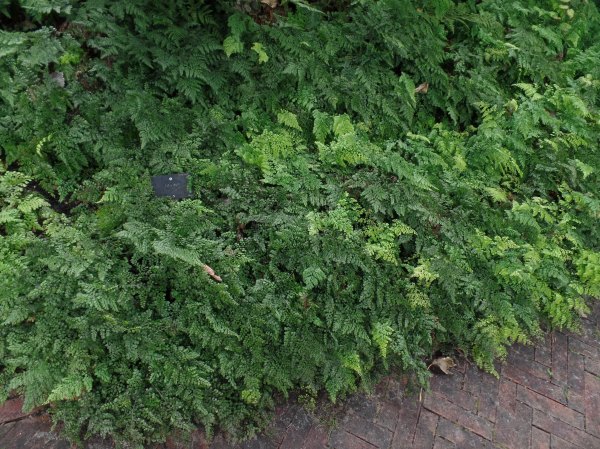 HPH visits… Edinburgh Part 1: Royal Botanic Garden Edinburgh – HOUSE ...