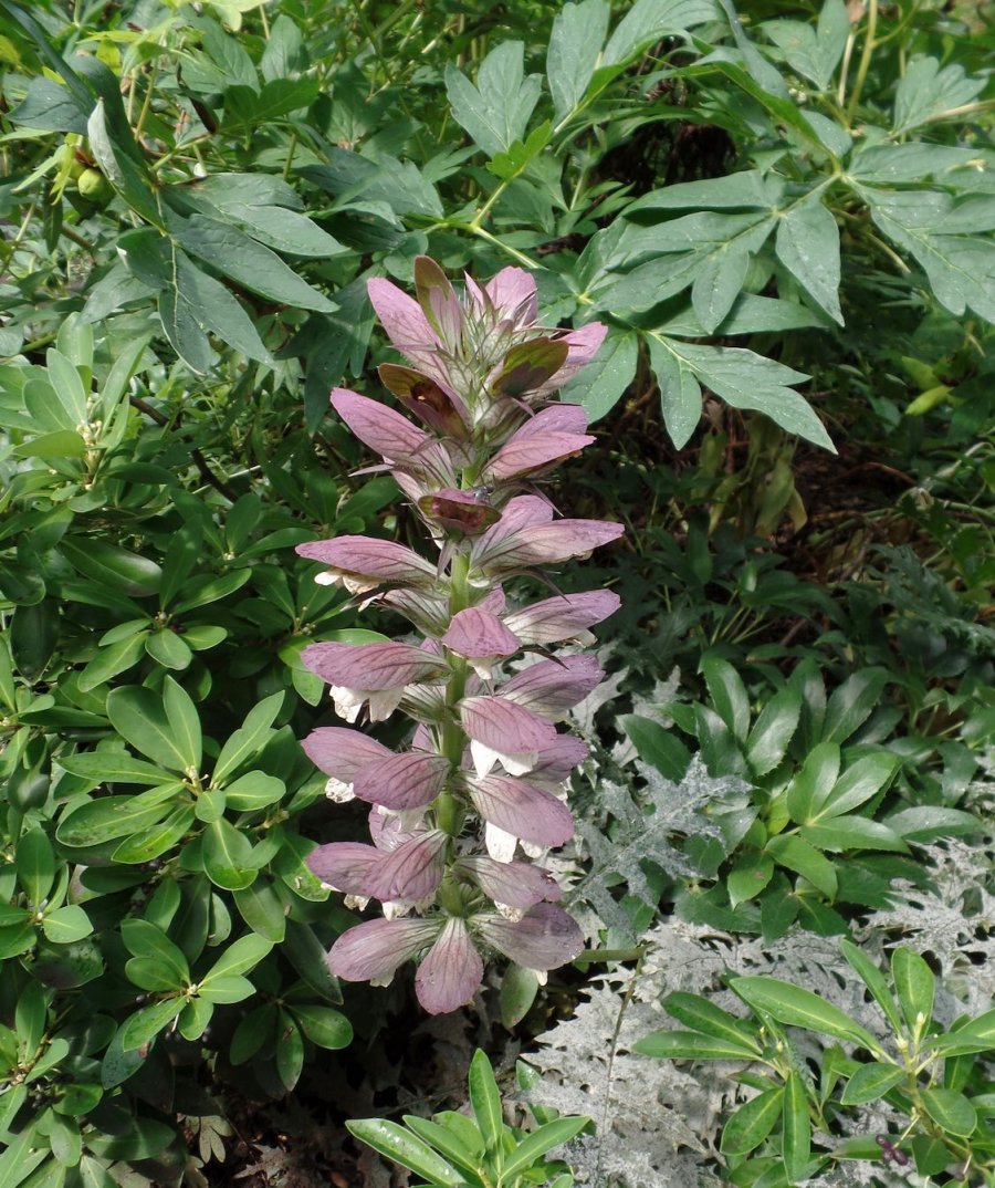 HPH visits… Edinburgh Part 1: Royal Botanic Garden Edinburgh – HOUSE ...