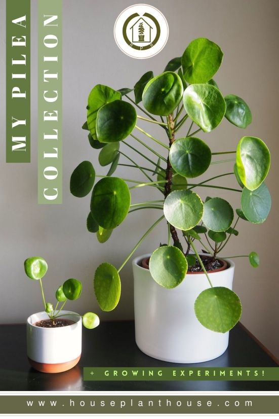My current Pilea collection (+ growing experiments) – HOUSE PLANT HOUSE