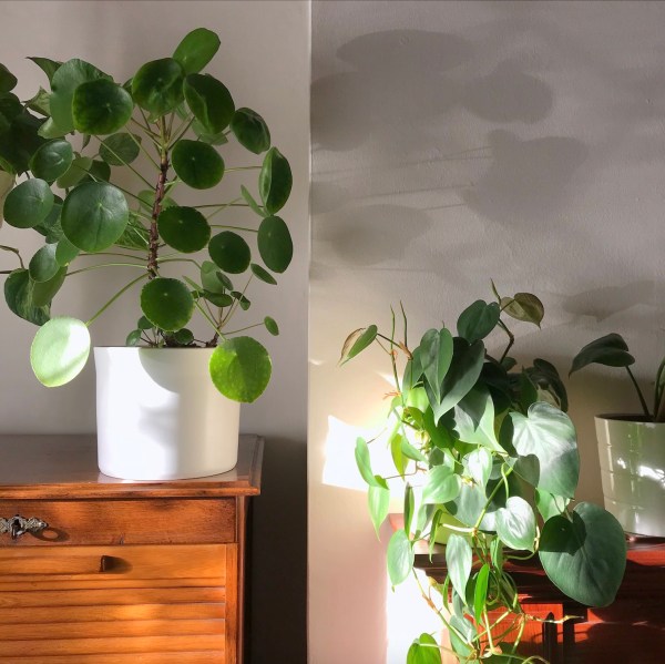 Getting your houseplants ready for Spring – HOUSE PLANT HOUSE