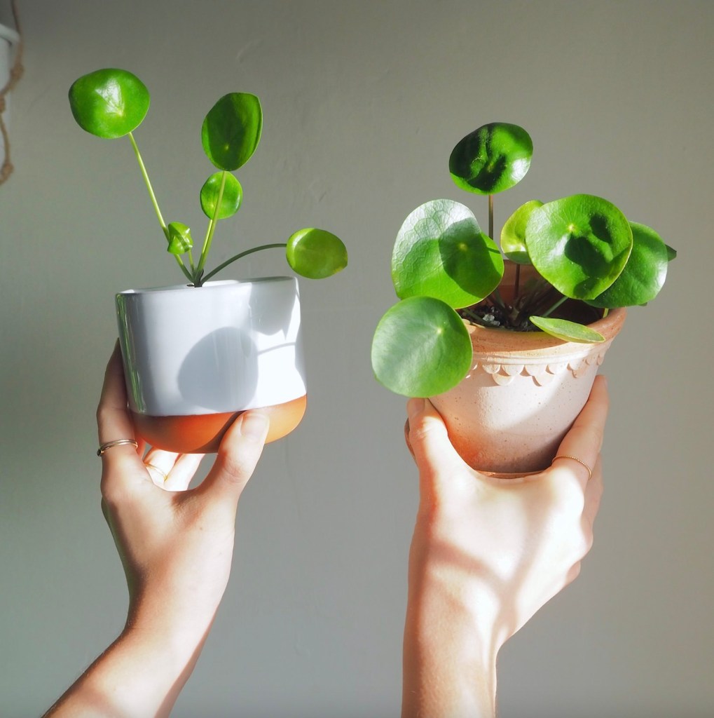 My current Pilea collection (+ growing experiments) – HOUSE PLANT HOUSE