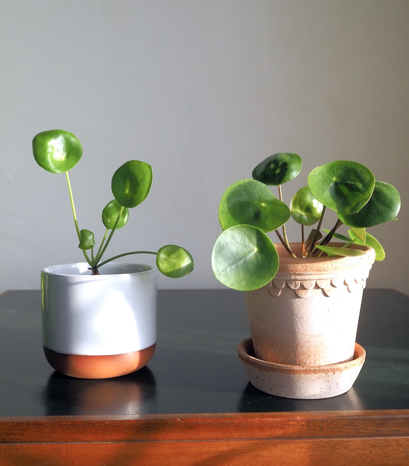 My current Pilea collection (+ growing experiments) – HOUSE PLANT HOUSE