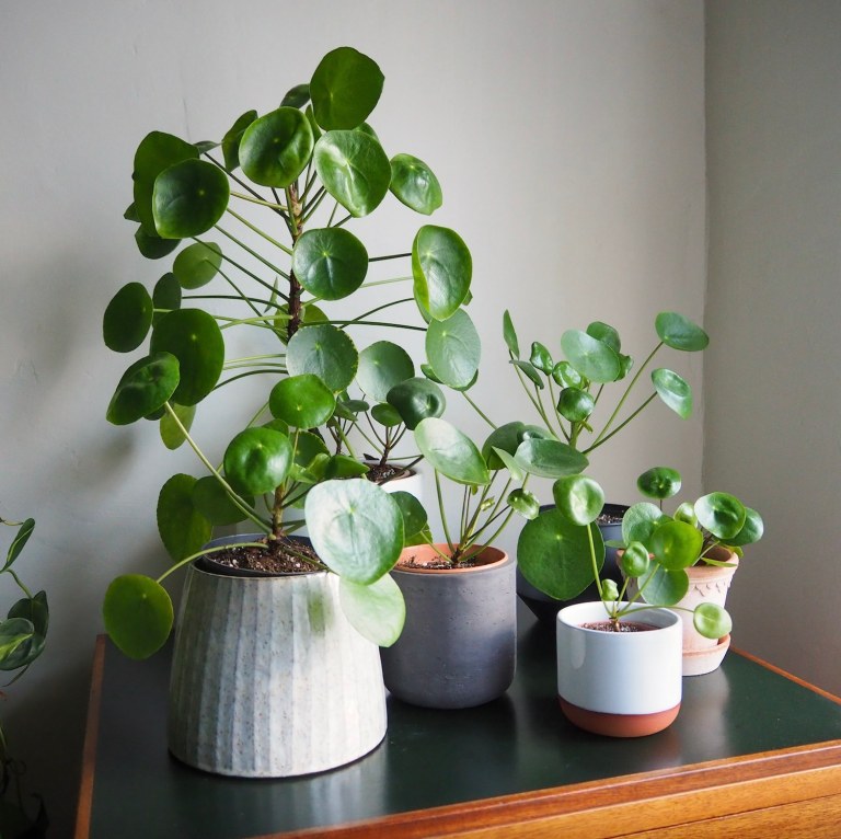 My current Pilea collection (+ growing experiments) – HOUSE PLANT HOUSE