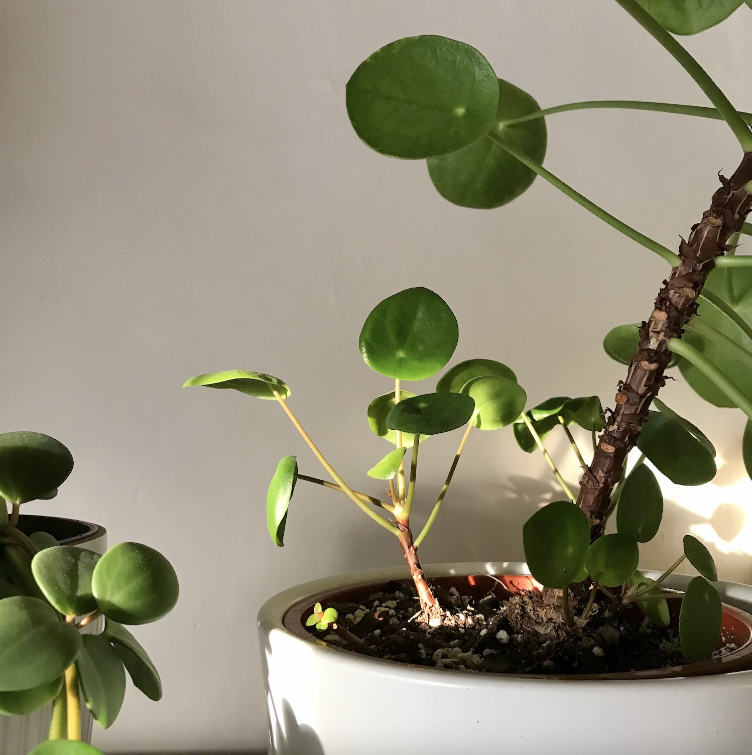 My current Pilea collection (+ growing experiments) – HOUSE PLANT HOUSE