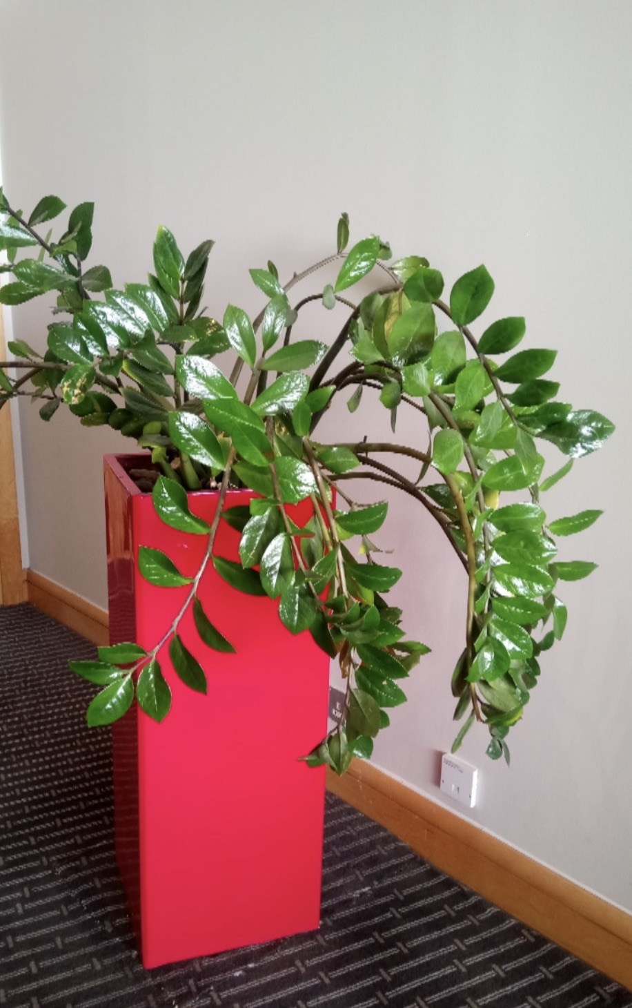 A HPH guide to… hard-to-kill houseplants – HOUSE PLANT HOUSE