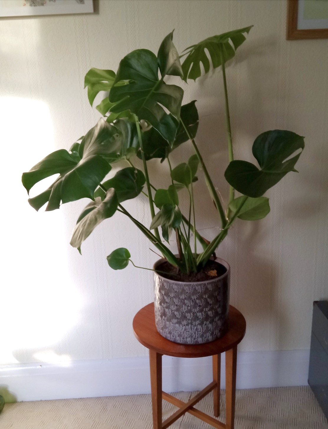 Plant progress: 5 years with my Monstera – HOUSE PLANT HOUSE