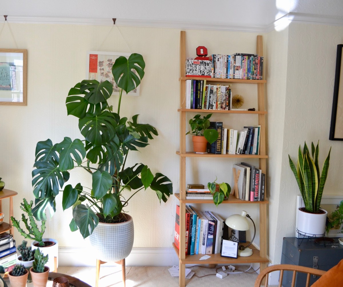 Plant progress: 5 years with my Monstera – HOUSE PLANT HOUSE