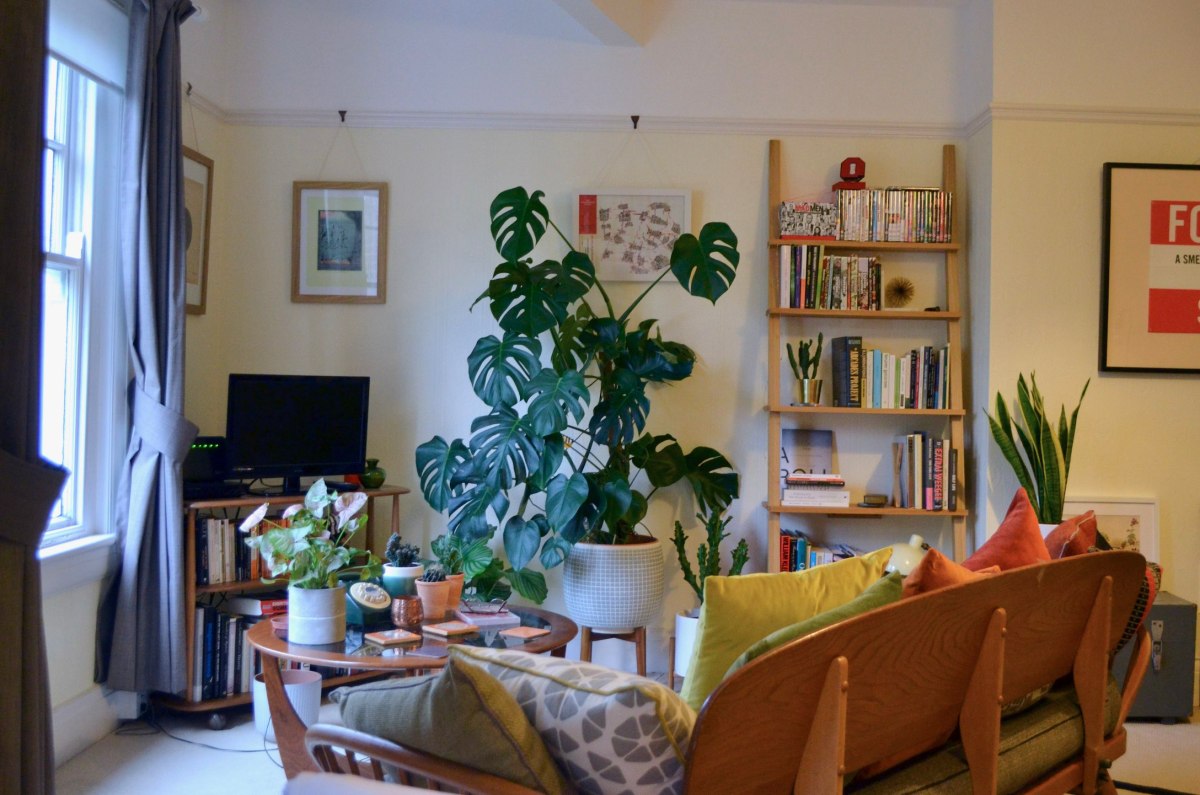 Plant progress: 5 years with my Monstera – HOUSE PLANT HOUSE