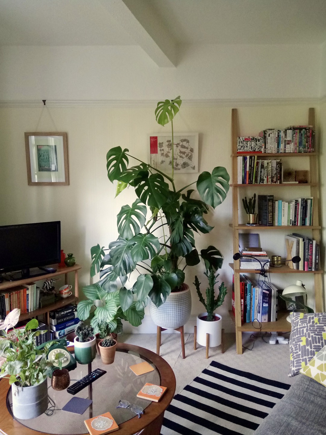 Plant progress: 5 years with my Monstera – HOUSE PLANT HOUSE