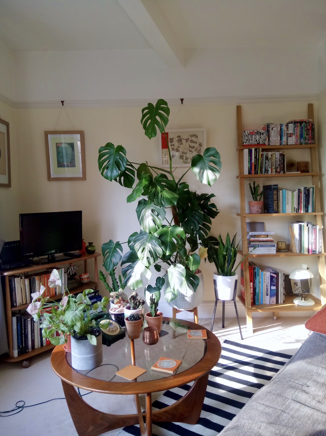 Plant progress: 5 years with my Monstera – HOUSE PLANT HOUSE