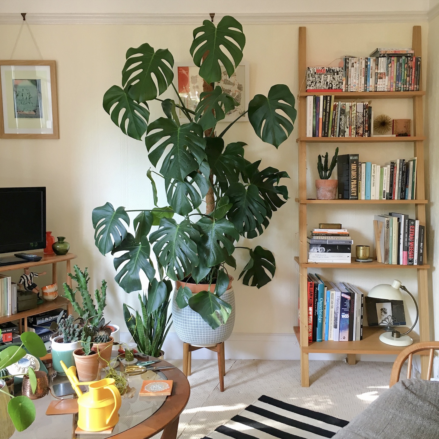 Plant progress: 5 years with my Monstera – HOUSE PLANT HOUSE