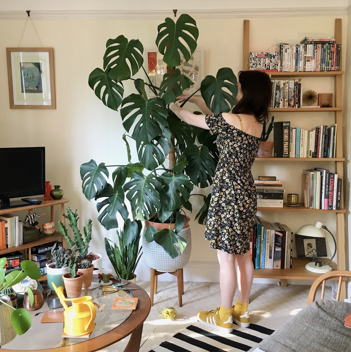 Plant progress: 5 years with my Monstera – HOUSE PLANT HOUSE