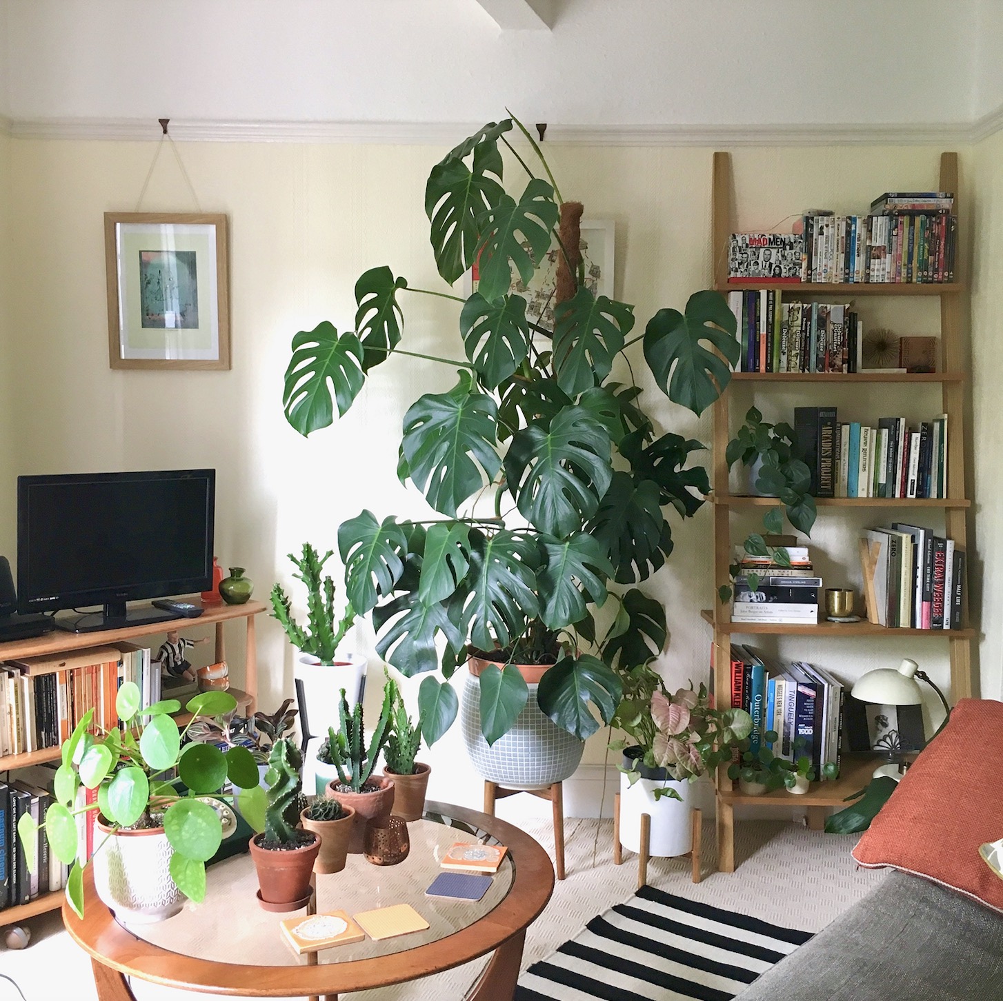 Plant progress: 5 years with my Monstera – HOUSE PLANT HOUSE