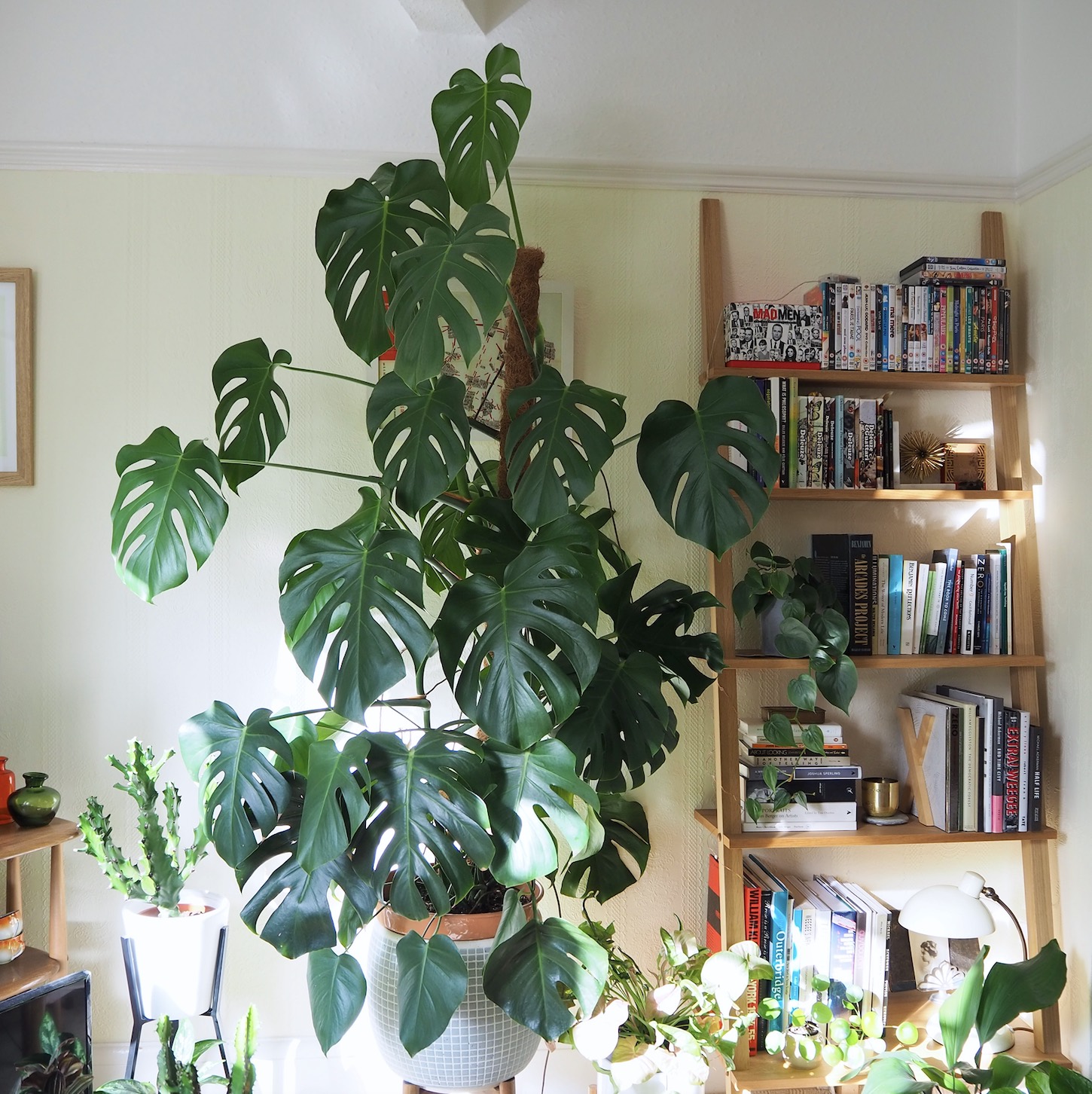 Plant progress: 5 years with my Monstera – HOUSE PLANT HOUSE
