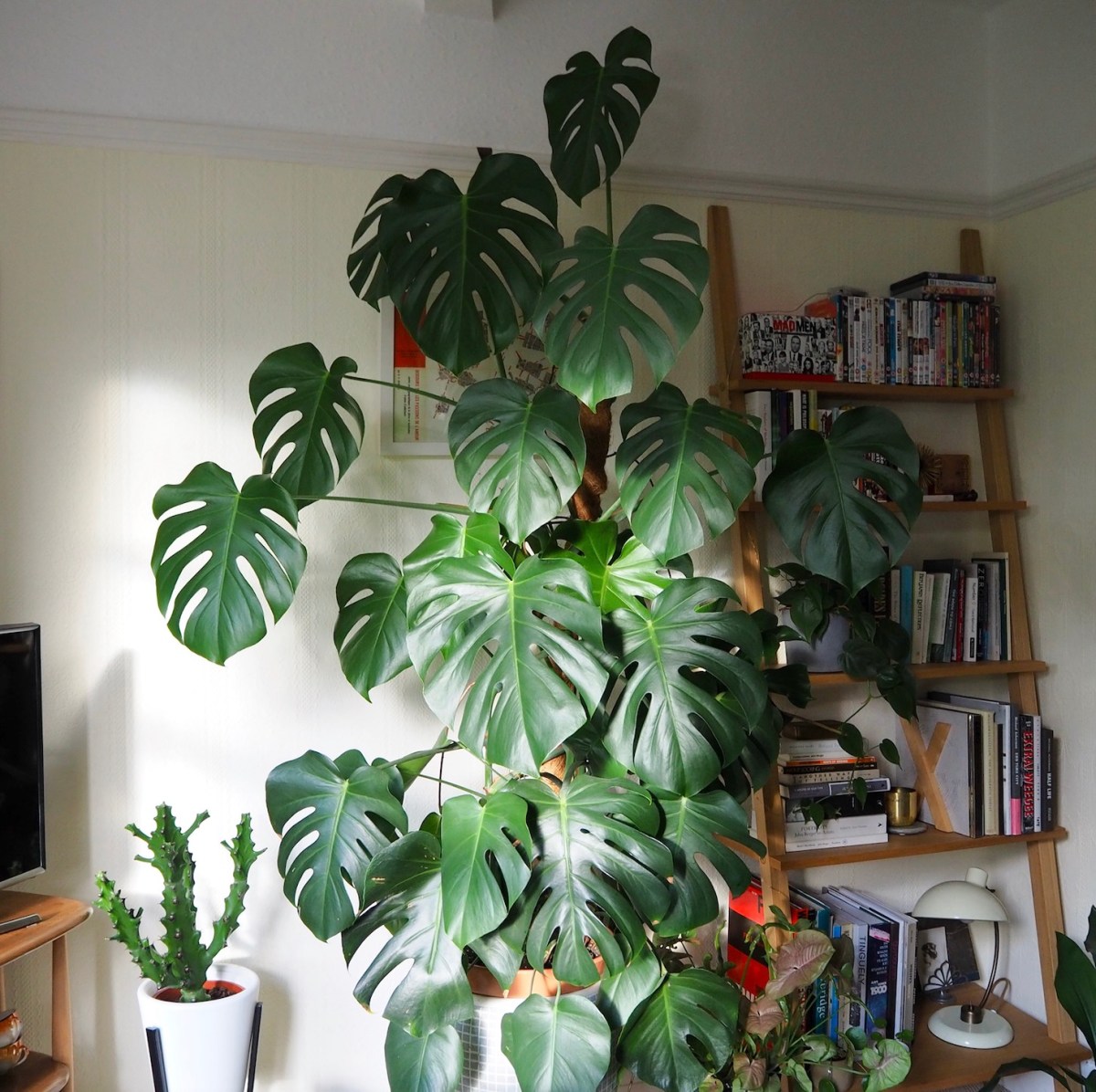 Plant progress: 5 years with my Monstera – HOUSE PLANT HOUSE
