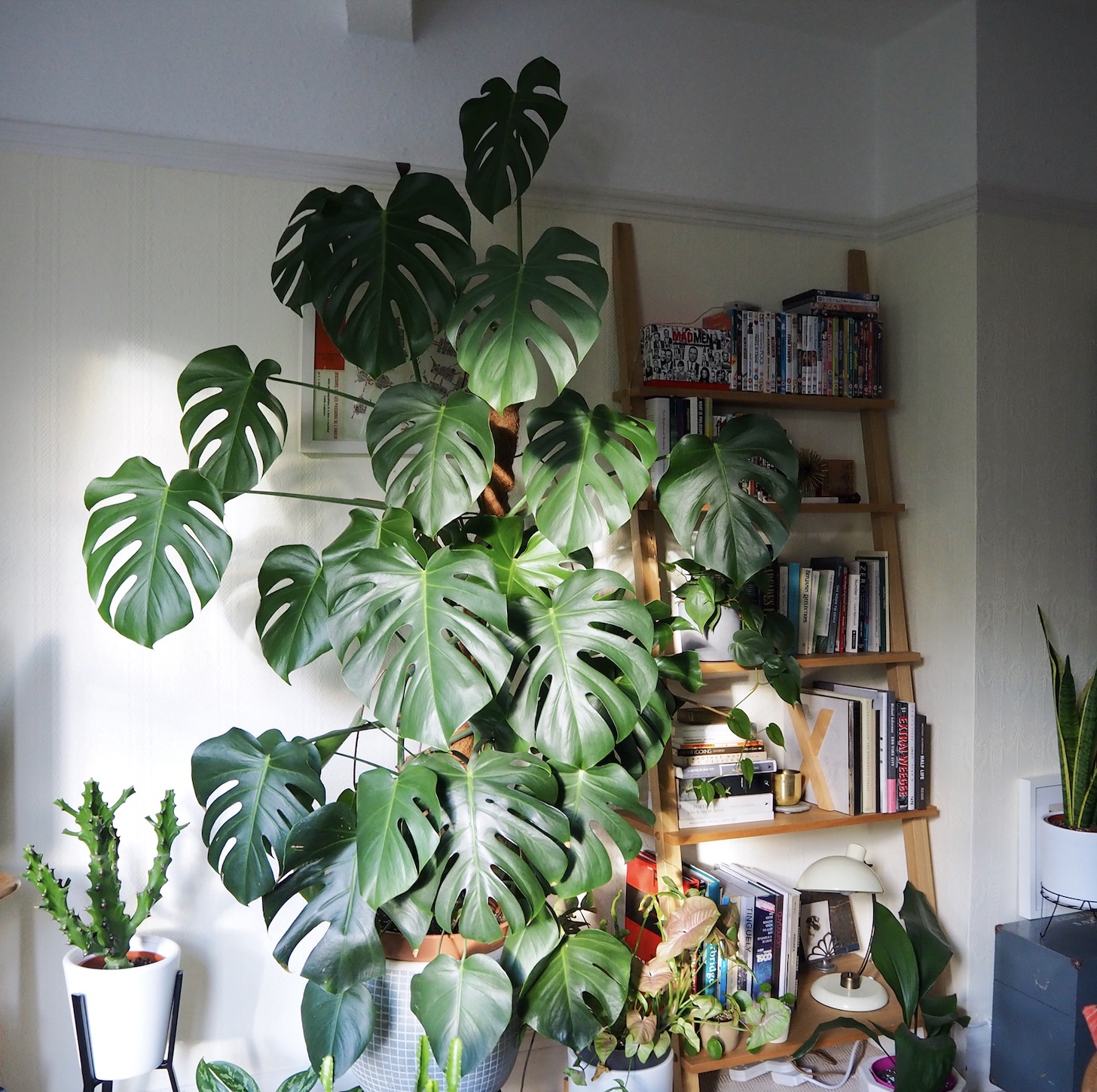 Plant progress: 5 years with my Monstera – HOUSE PLANT HOUSE