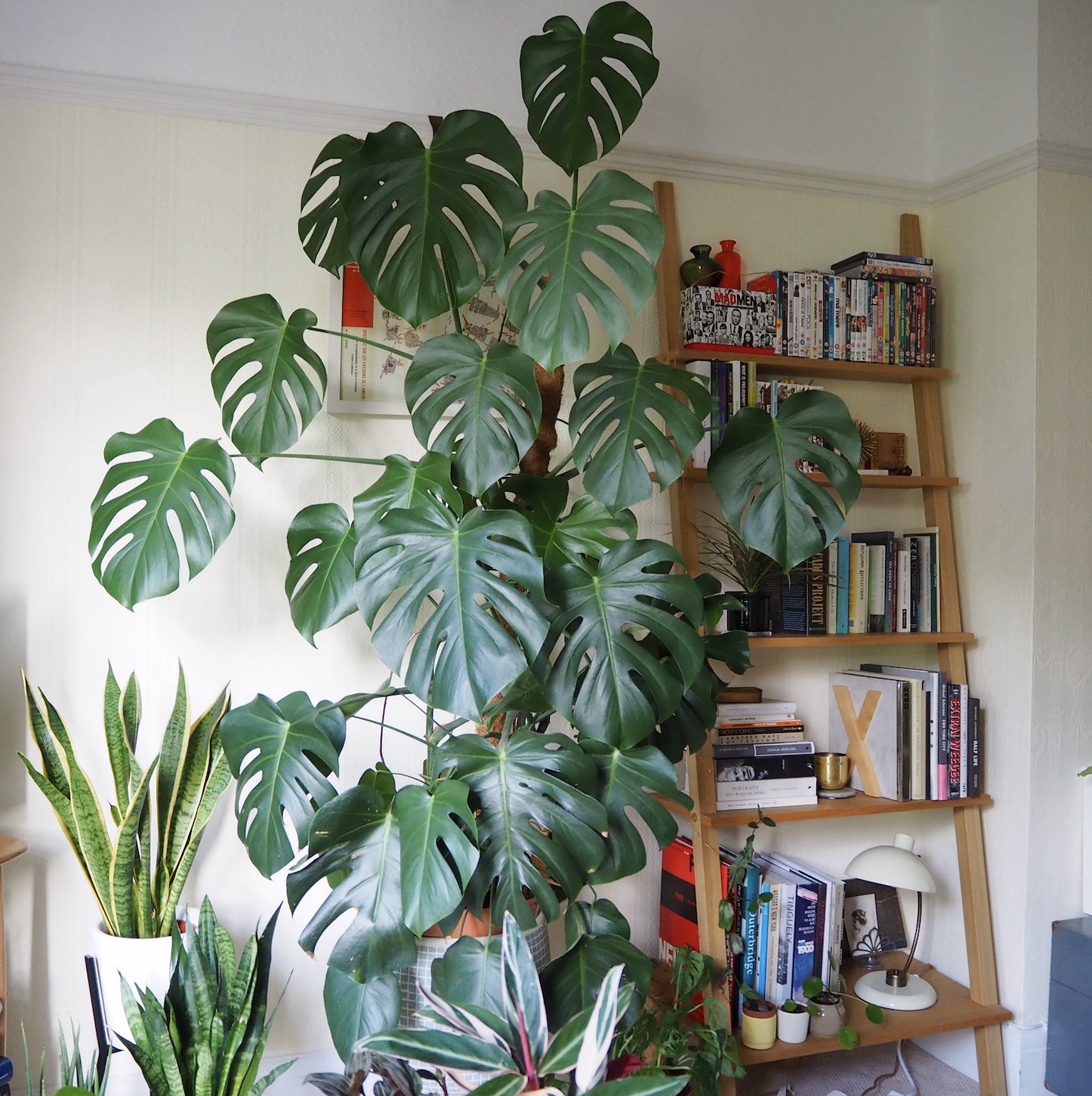 Plant progress: 5 years with my Monstera – HOUSE PLANT HOUSE
